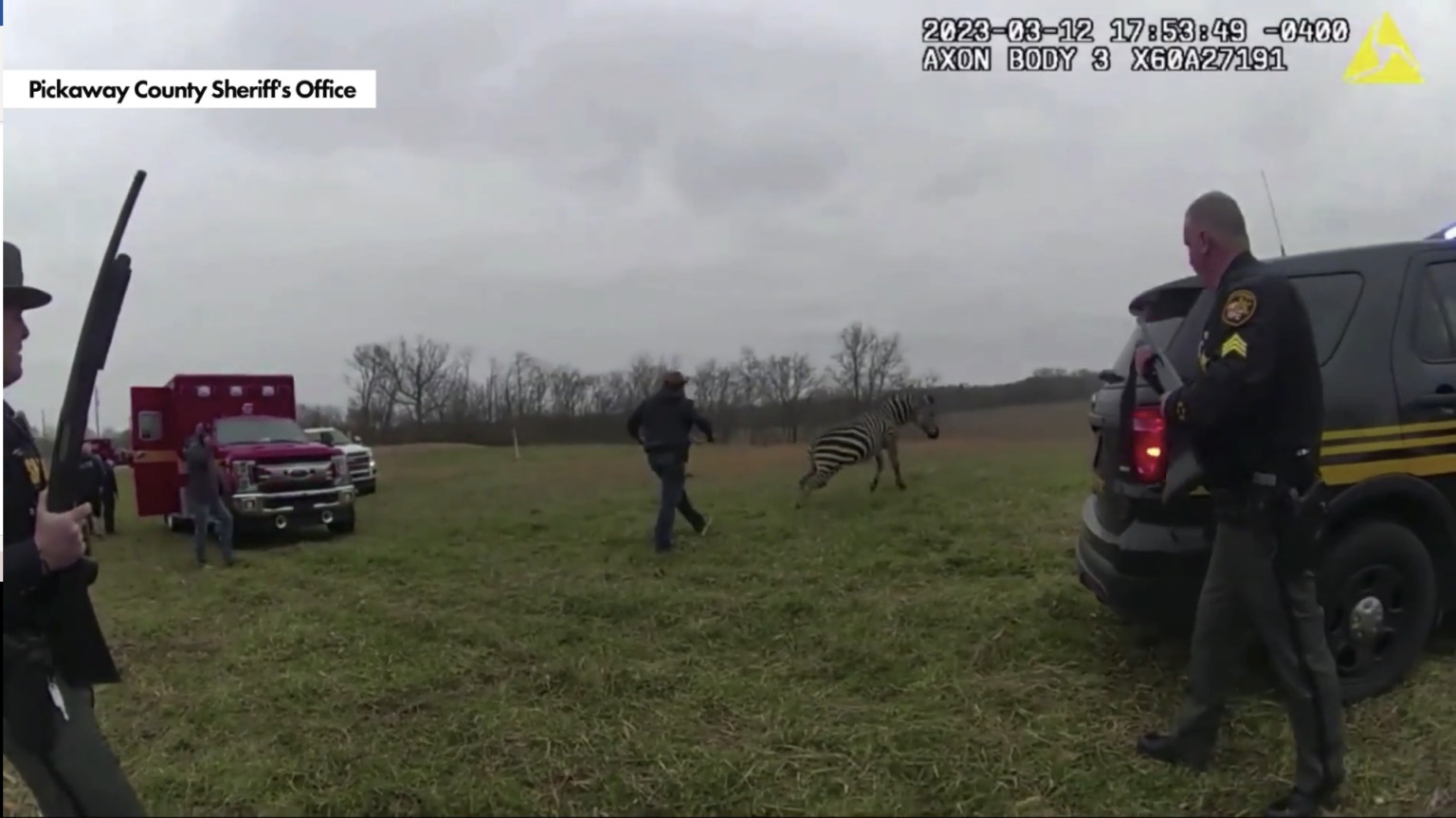 Zebra Shot by Officers After Almost Ripping Off Ohio Man’s Arm ...